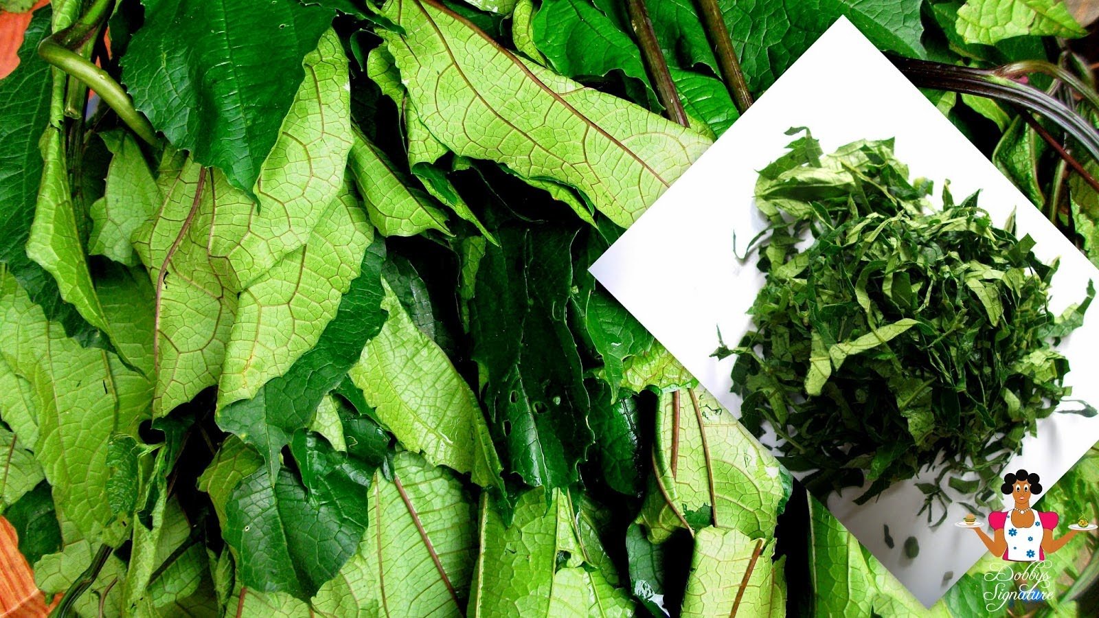 Why You Must Eat Ugwu Vegetables Regularly City People Magazine
