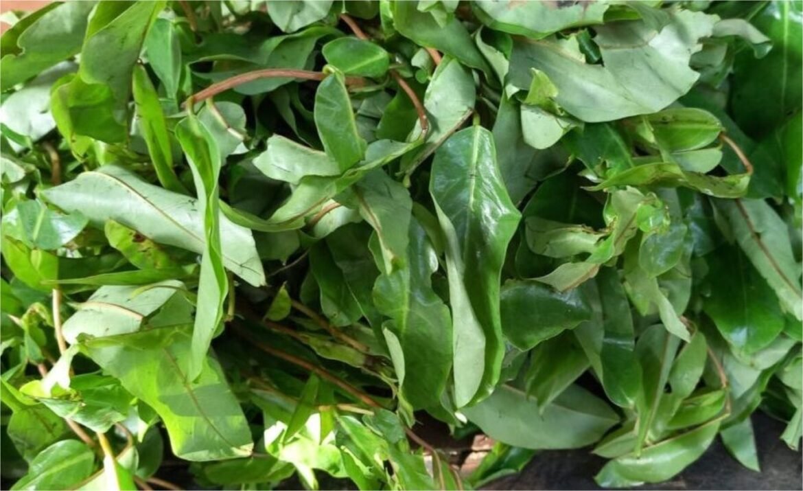 20 Remarkable Health Benefits Of Oha Leaves